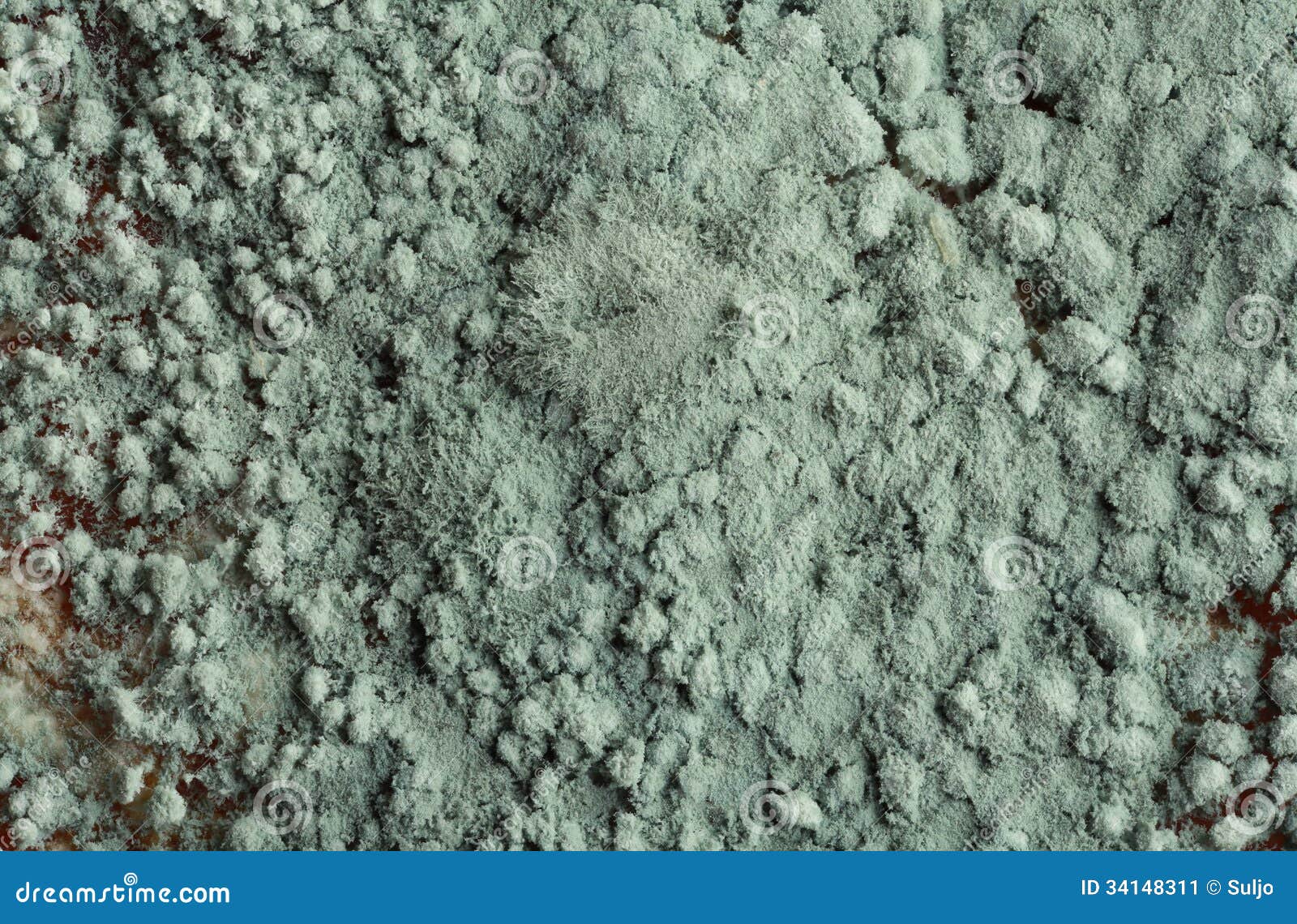 Storage Root stock image. Image of microbiology, germ - 34148311