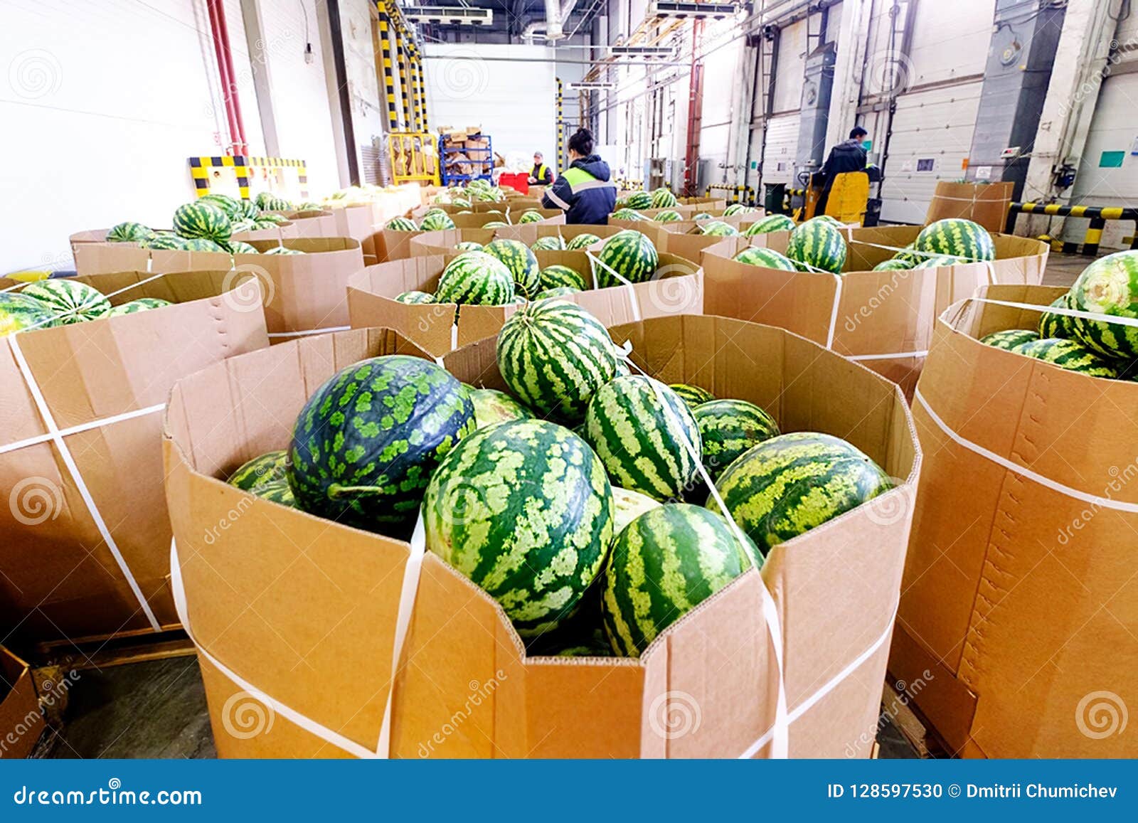 Storage and Sorting of Watermelons Editorial Image - Image of factory ...