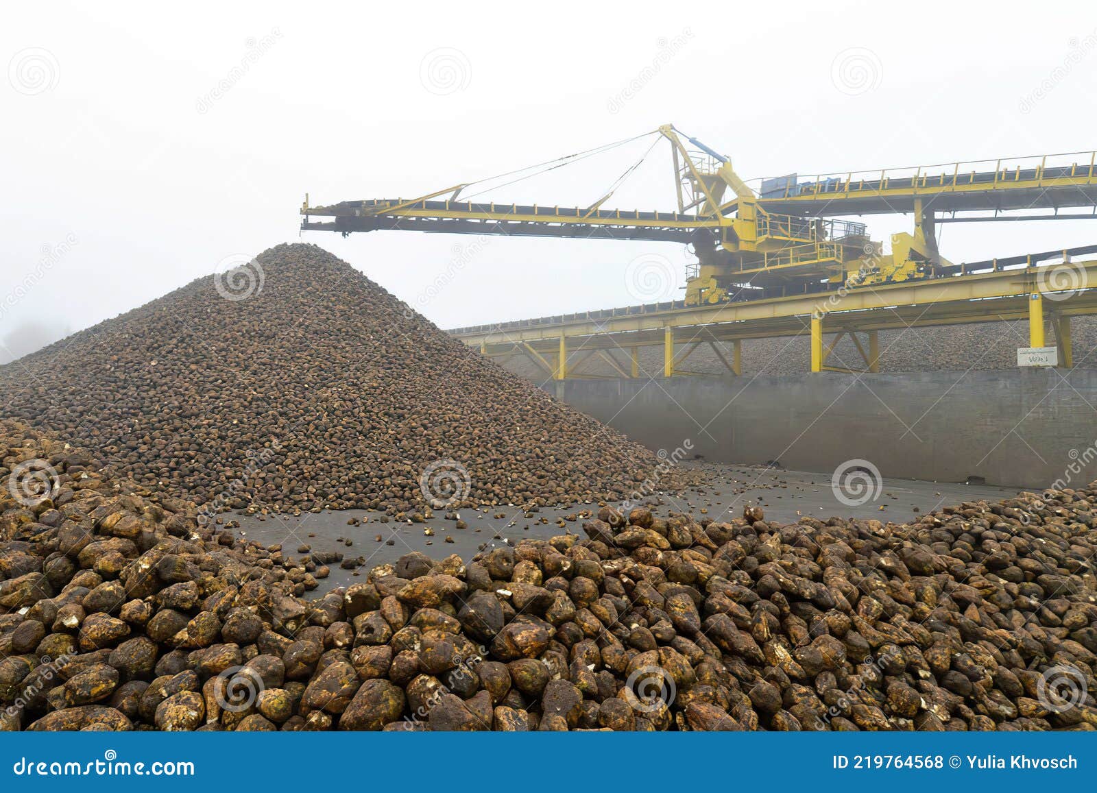 Storage of Sugar Beets at a Sugar Mill. Stock Photo - Image of belt ...