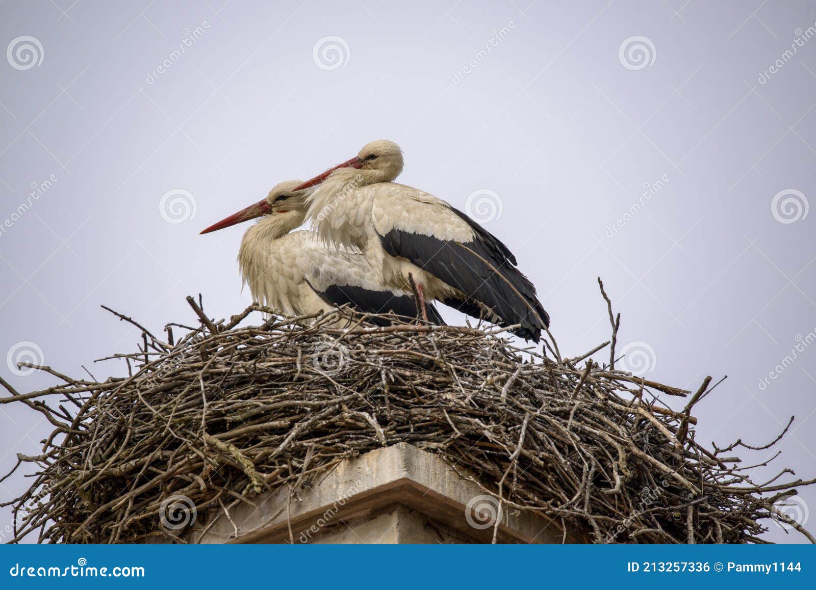 A proud pair of storks. stock photo. Image of rural - 213257336