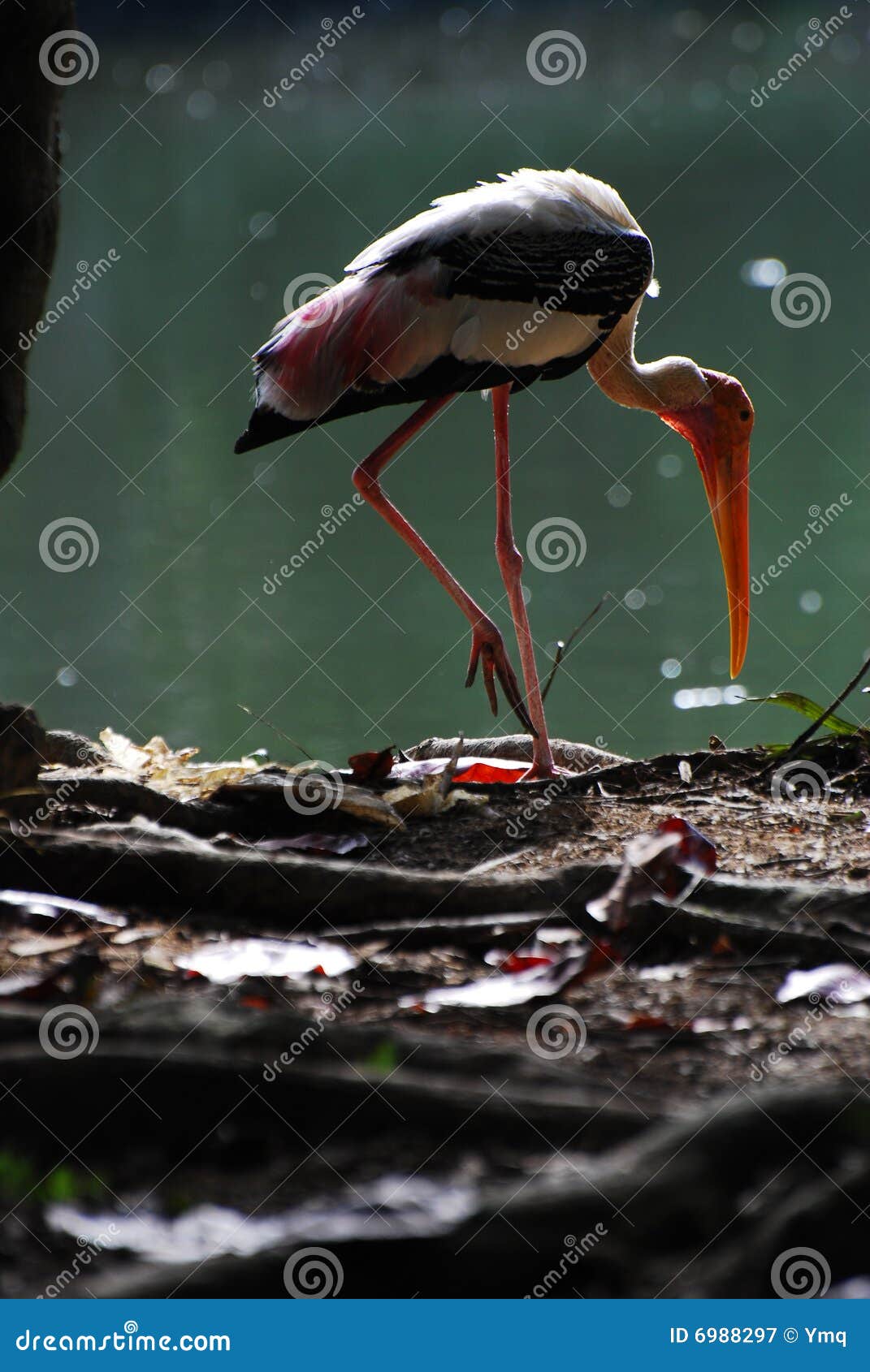 Storck stock image. Image of river, wood, peck, lake, bird - 6988297