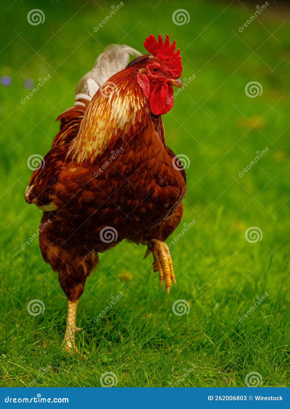Vertical Shot of a Brown Rooster Walking on the Grass Stock Image ...