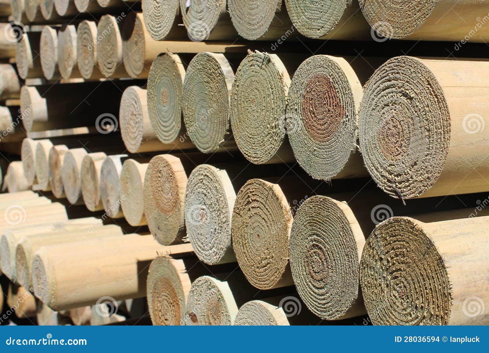 Stored pine timber poles stock photo. Image of sawn, lumber - 28036594