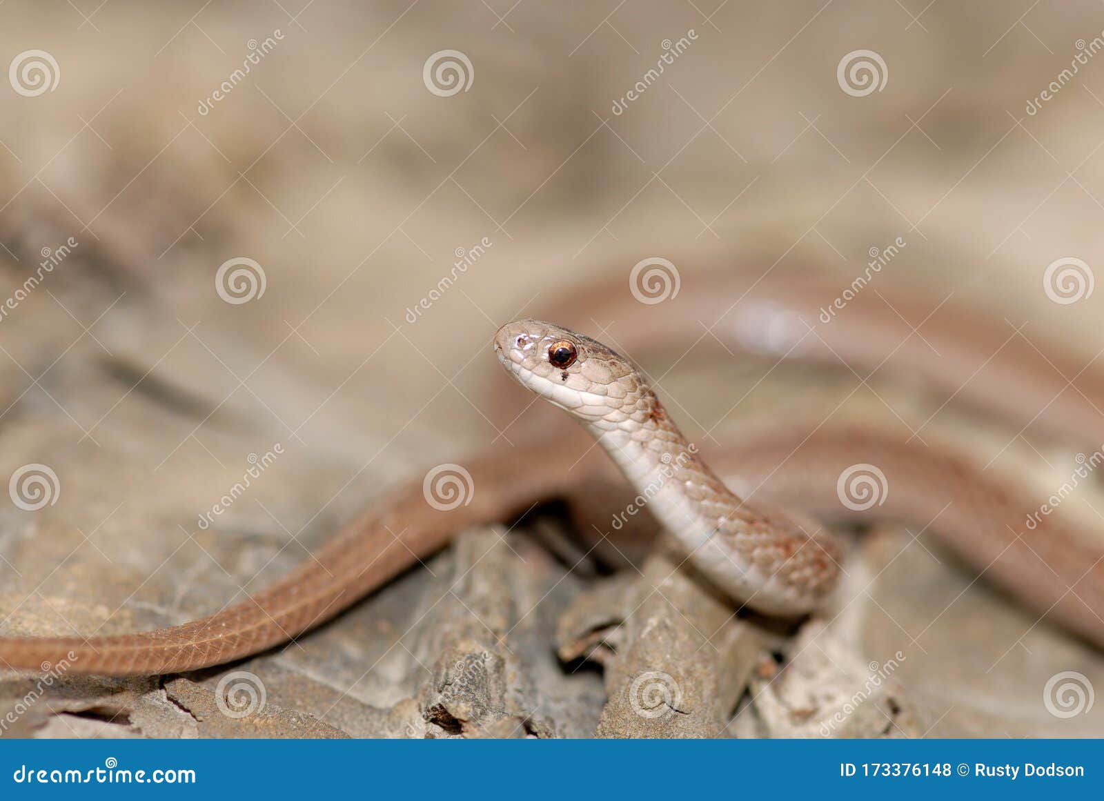 Storeria dekayi stock photo. Image of storeria, wildlife - 173376148