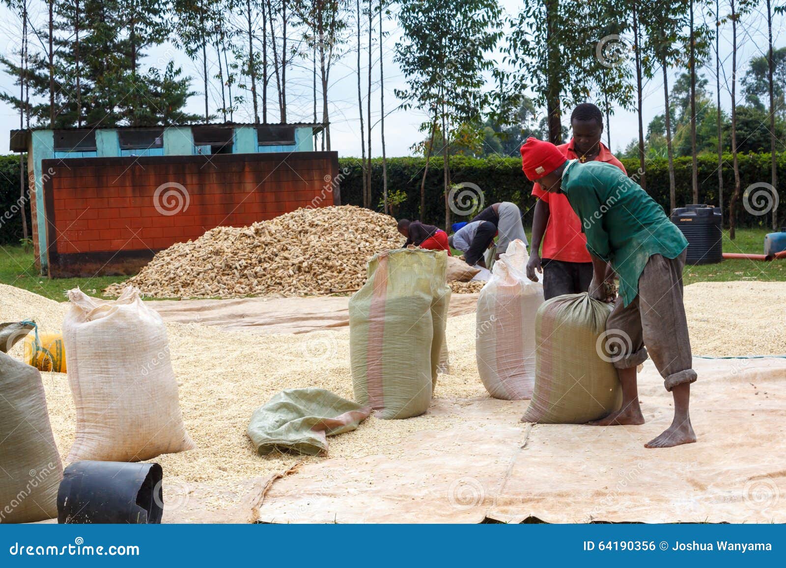 Storing corn editorial photo. Image of produce, outdoors - 64190356