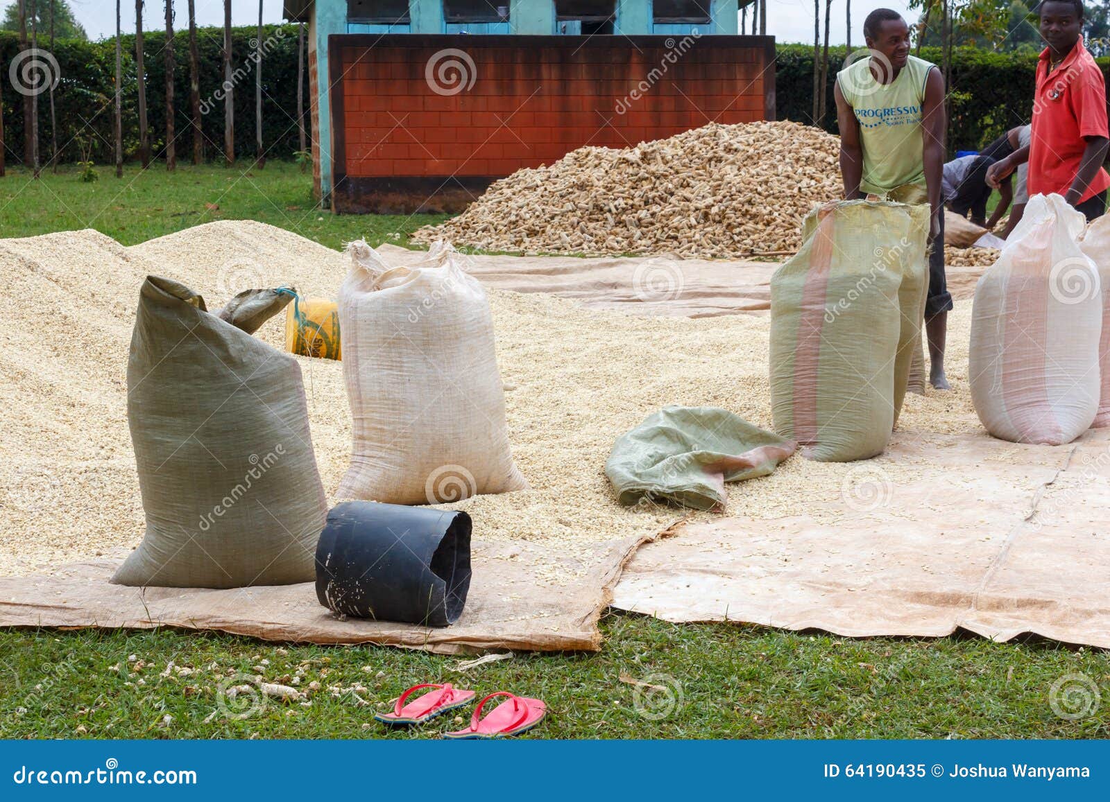 Storing corn editorial image. Image of storing, maize - 64190435