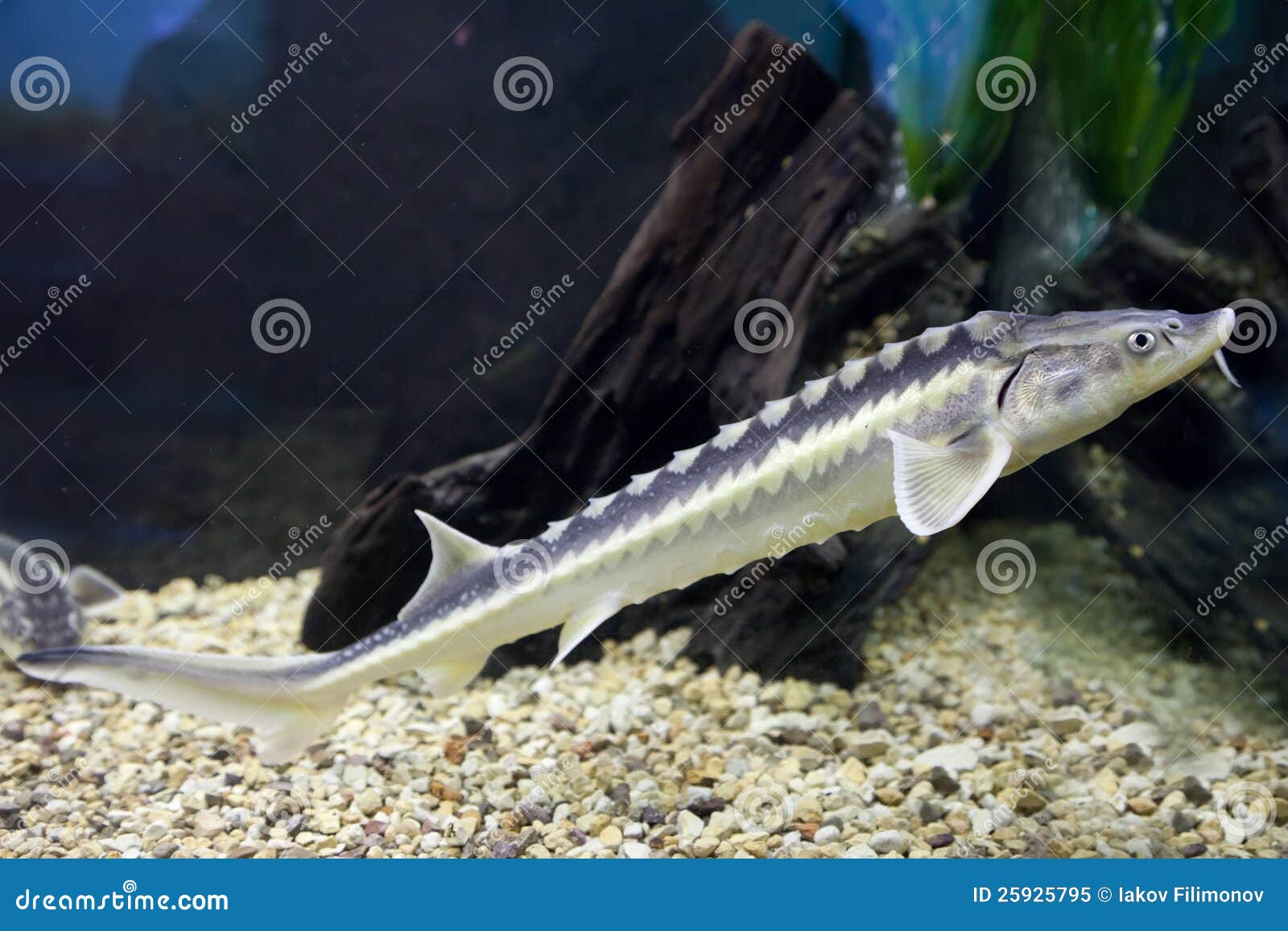Storione (Acipenser) immagine stock. Immagine di acquario - 25925795