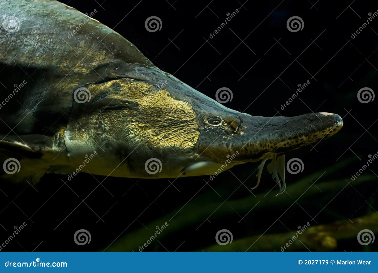 Storione del fiume immagine stock. Immagine di pesci, nuotate - 2027179