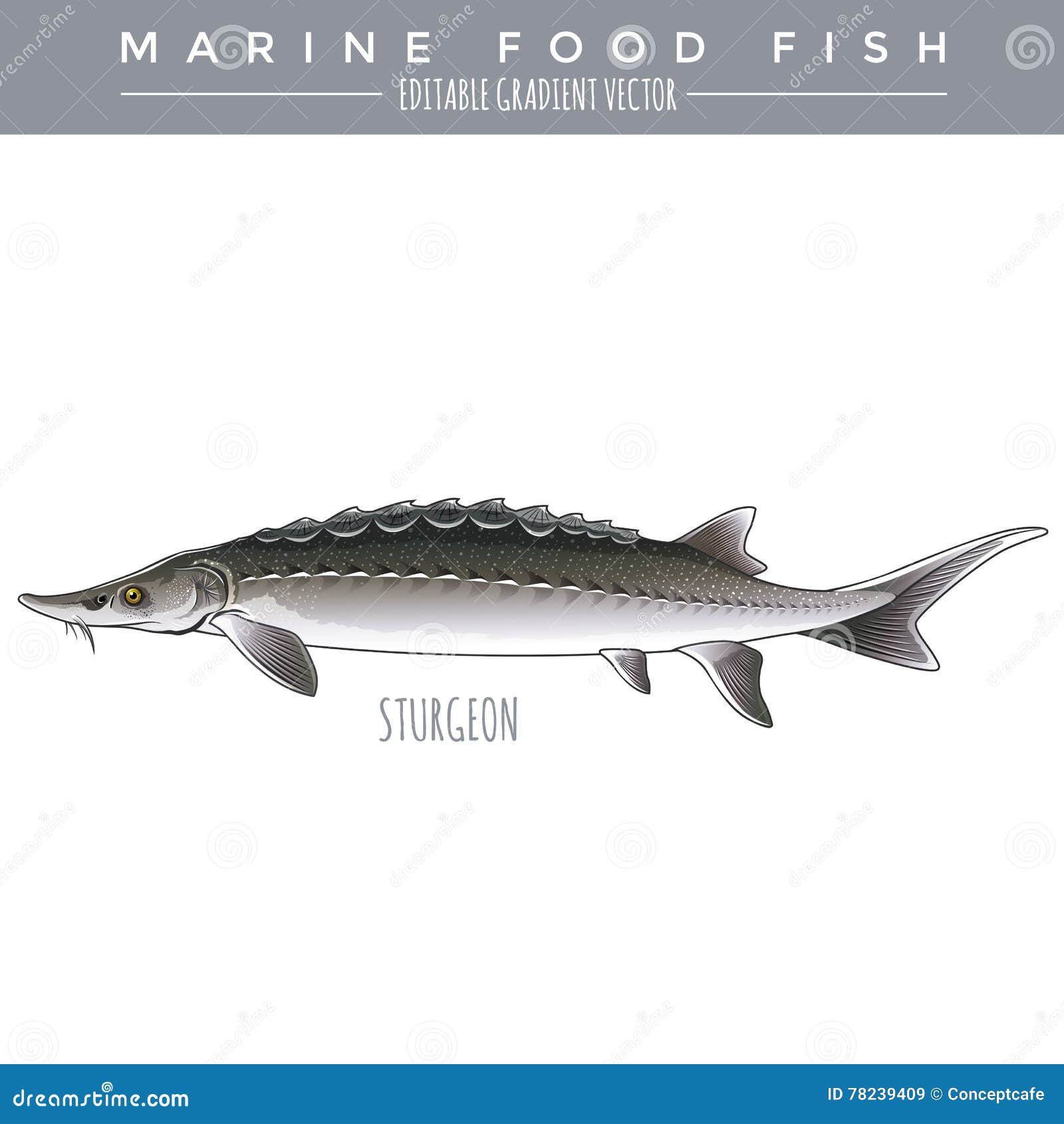 Storione Marine Food Fish illustrazione vettoriale. Illustrazione di ...
