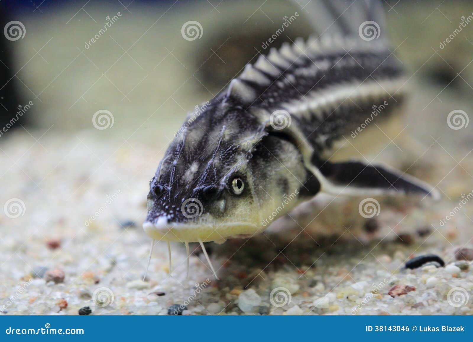 Storione russo fotografia stock. Immagine di galleggiante - 38143046