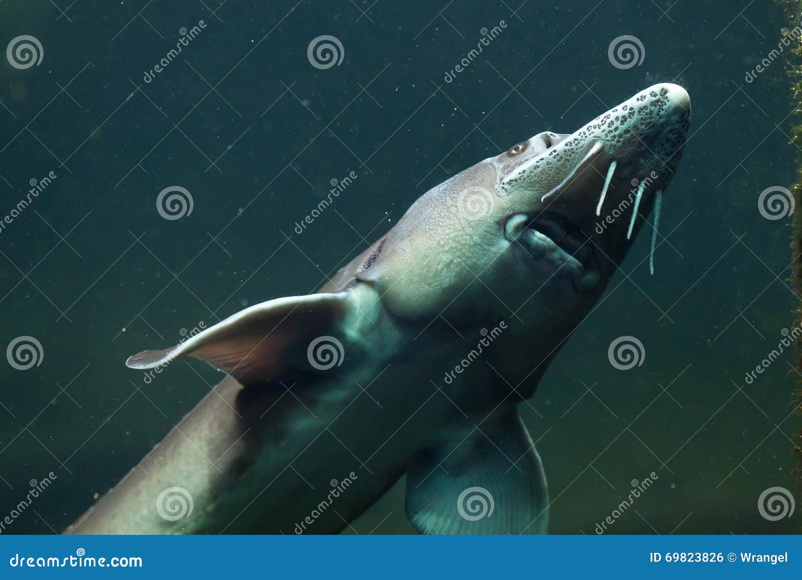 Storione Siberiano (acipenser Baerii) Fotografia Stock - Immagine di ...