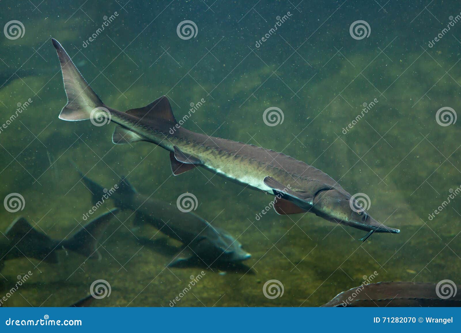 Storione Siberiano (acipenser Baerii) Fotografia Stock - Immagine di ...