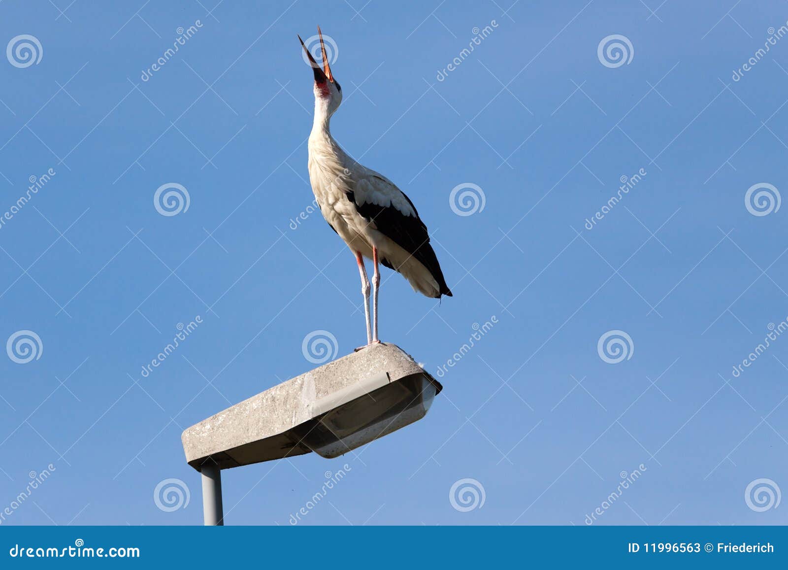 Stork 1 stock image. Image of stork, rattling, call, lantern - 11996563