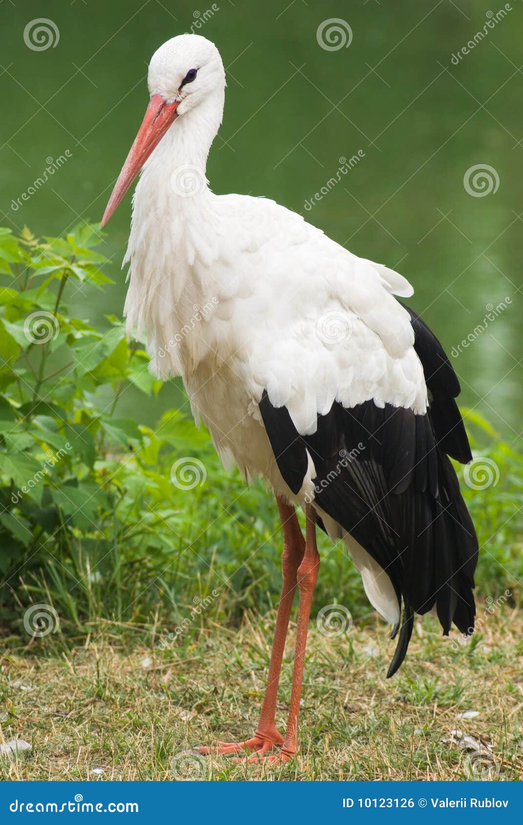 Stork stock photo. Image of walk, large, outdoor, beauty - 10123126