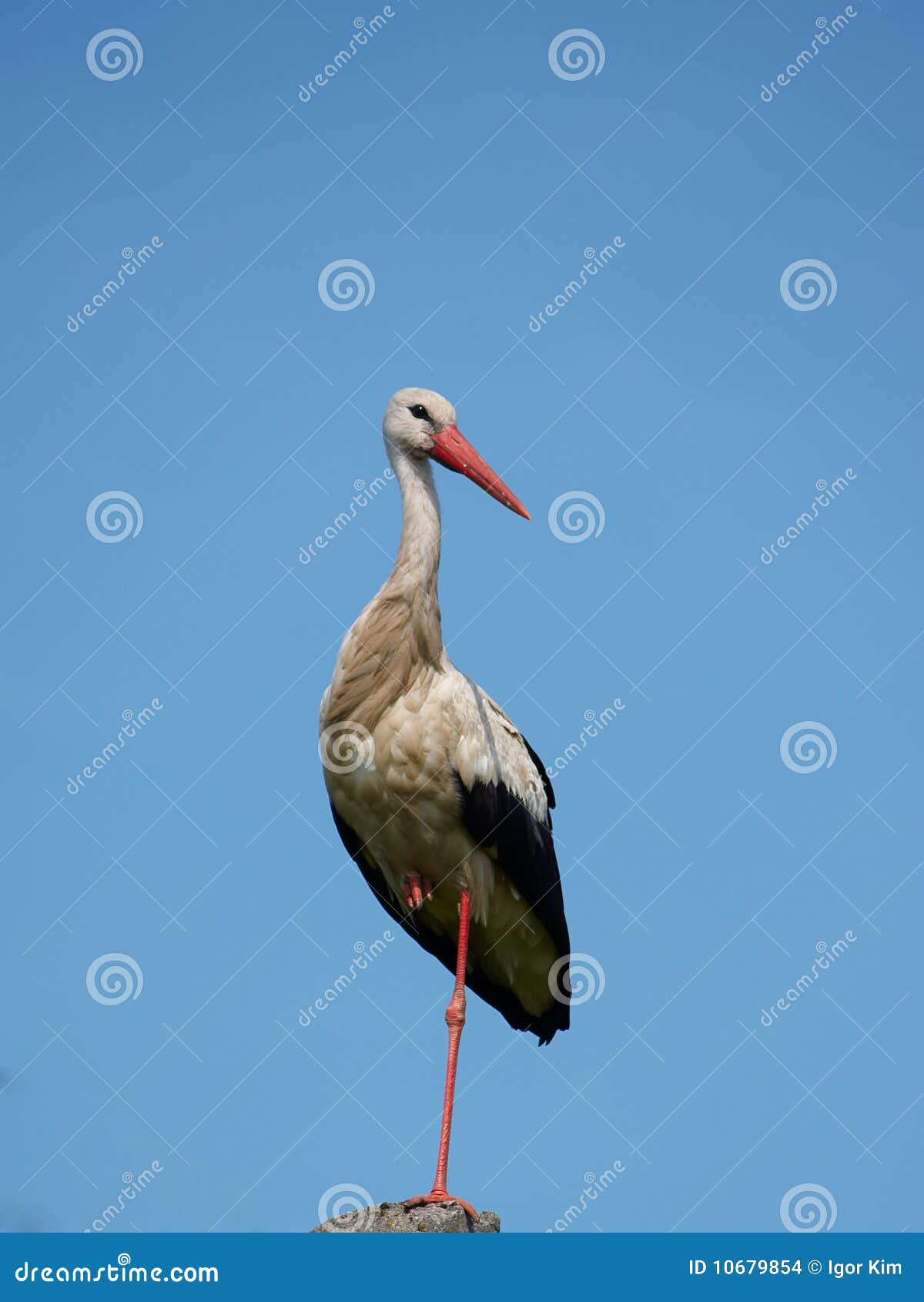 Stork stock photo. Image of post, nature, flora, colorful - 10679854