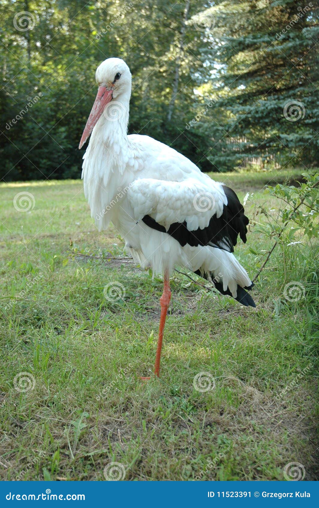 Stork stock image. Image of field, large, long, nature - 11523391
