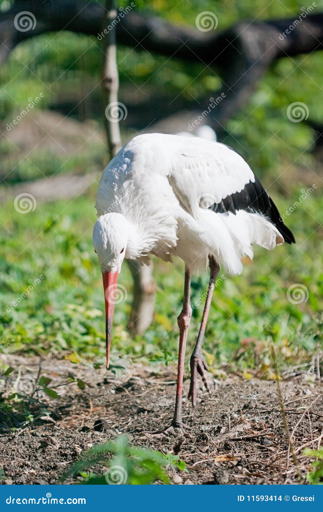 Stork stock photo. Image of green, wildlife, outdoors - 11593414