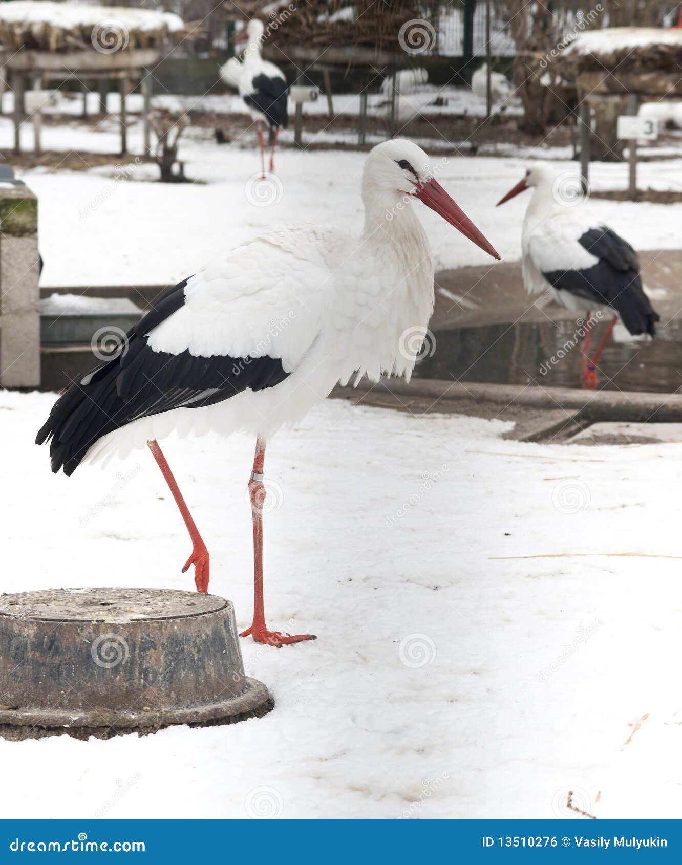 Stork stock photo. Image of snow, walking, black, park - 13510276