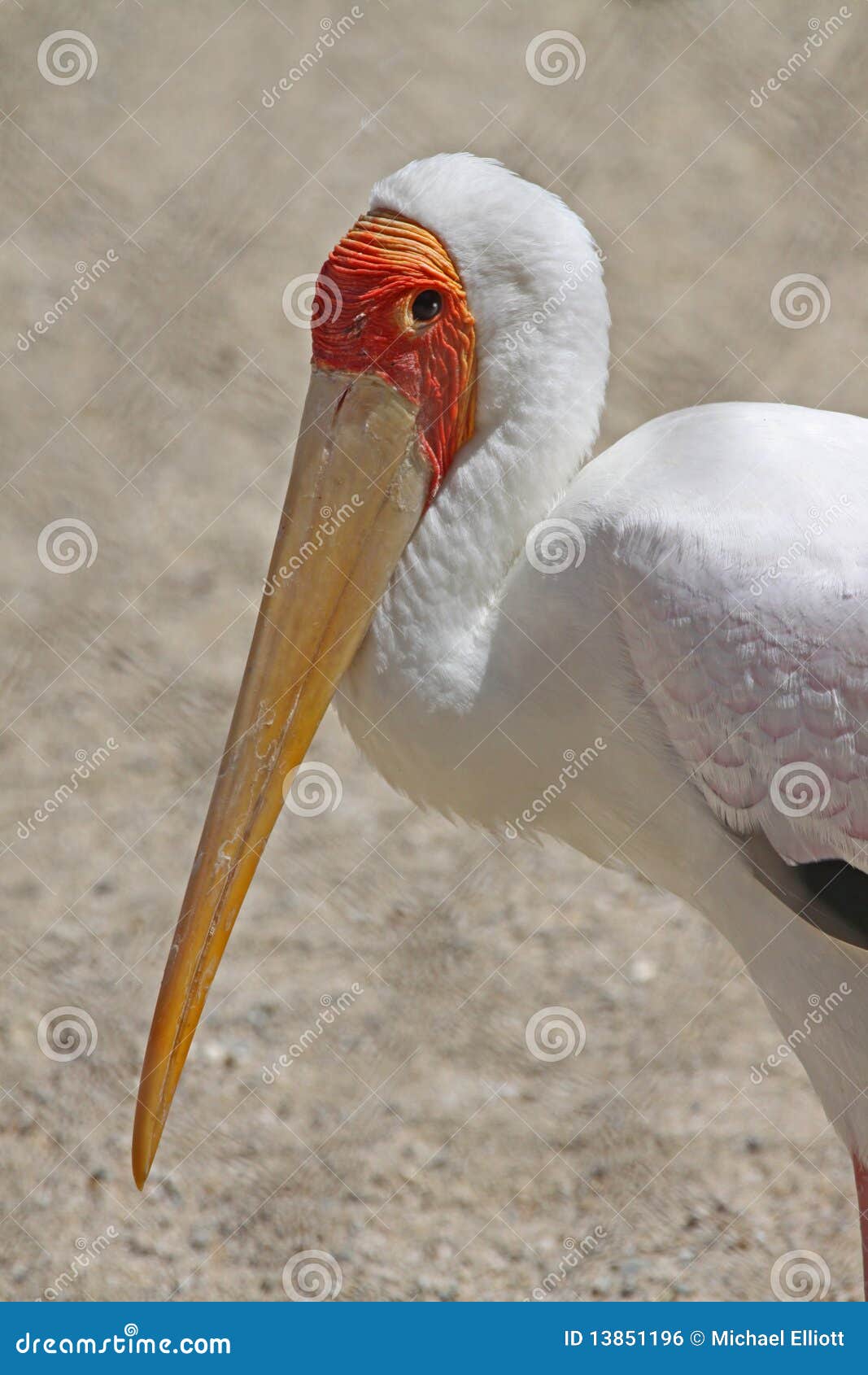Stork stock photo. Image of bird, bill, plumage, gross - 13851196