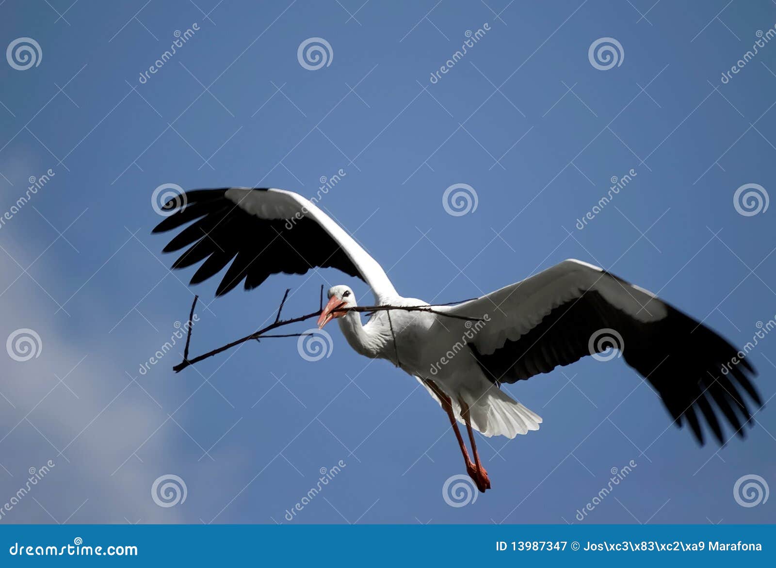 Stork stock image. Image of child, blue, animals, open - 13987347