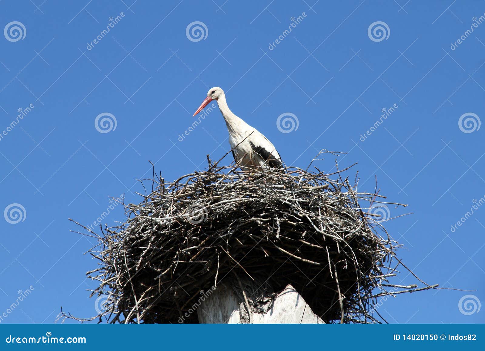Stork stock photo. Image of stork, nesting, wildlife - 14020150