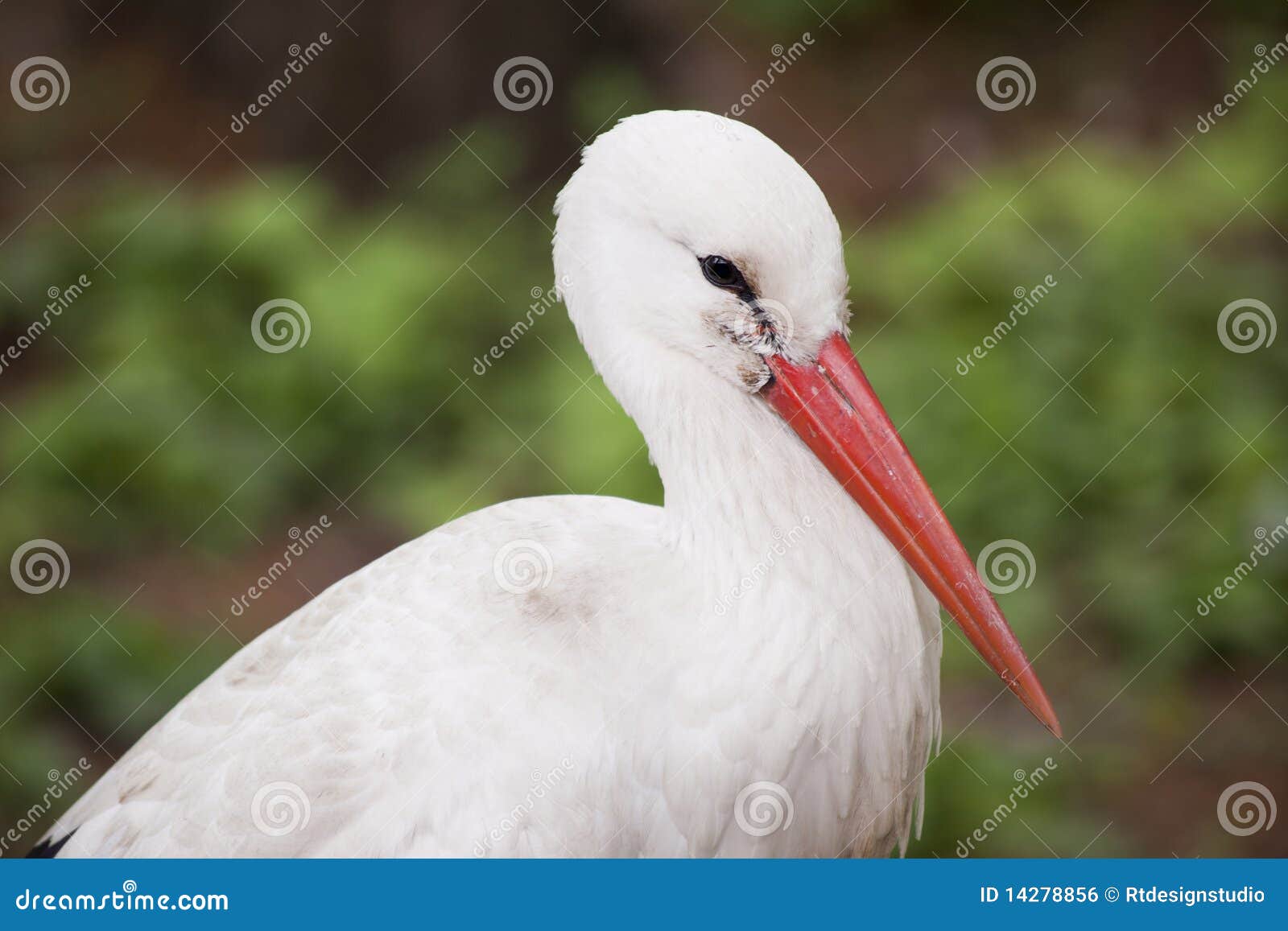 Stork stock photo. Image of animal, green, stork, wilderness - 14278856
