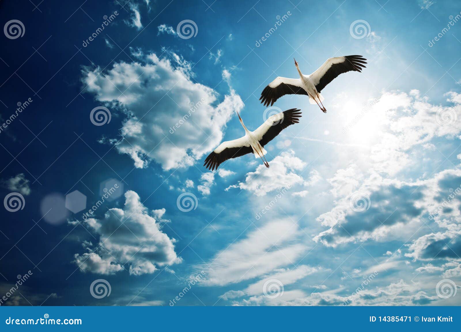 Stork stock image. Image of arrival, clear, baby, cloud - 14385471