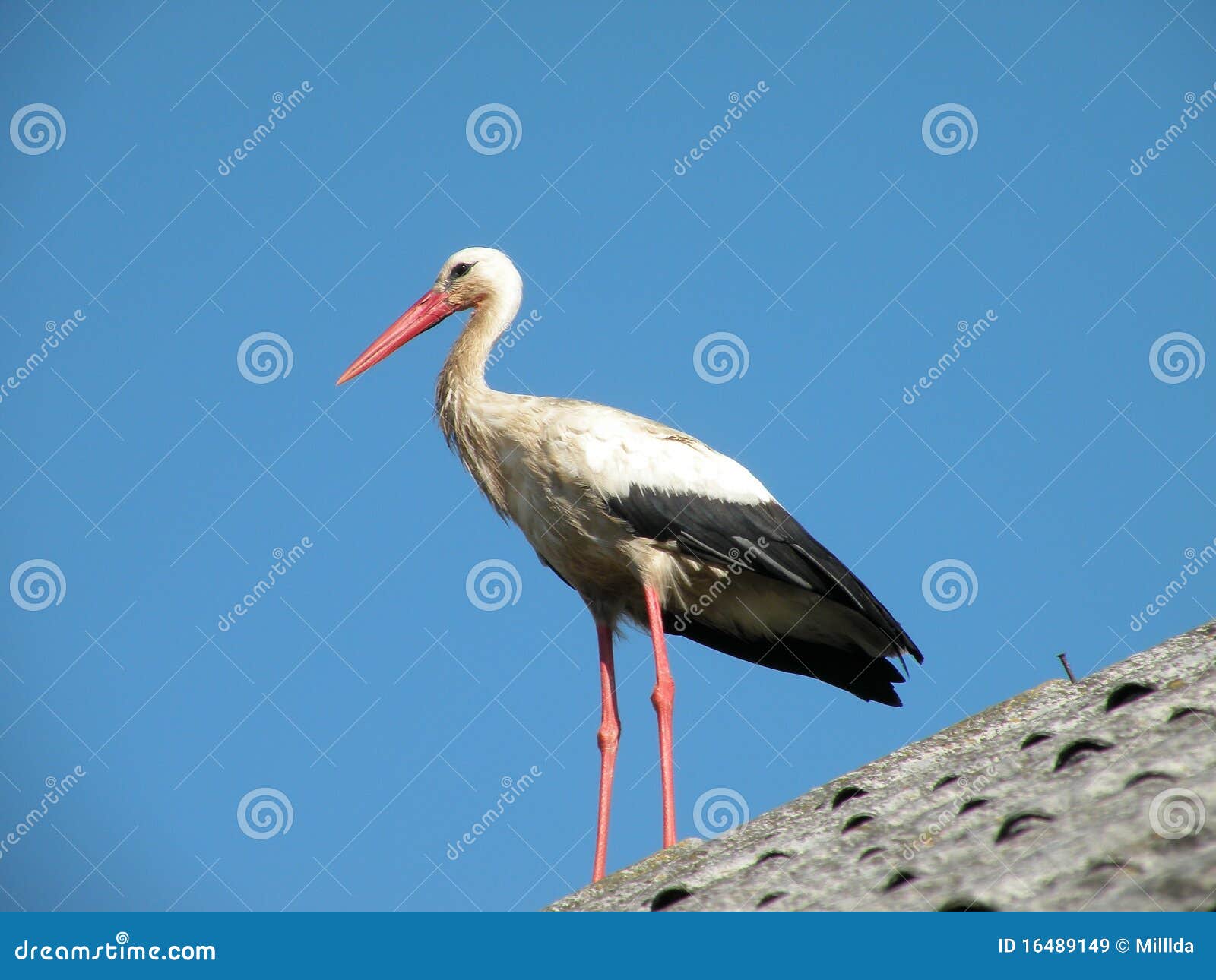 Stork stock image. Image of blue, wildlife, hight, imagine - 16489149