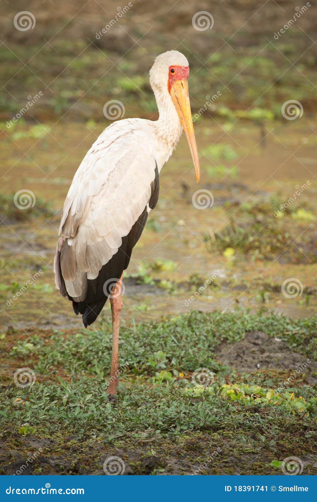 Stork stock image. Image of animal, closeup, bird, birds - 18391741