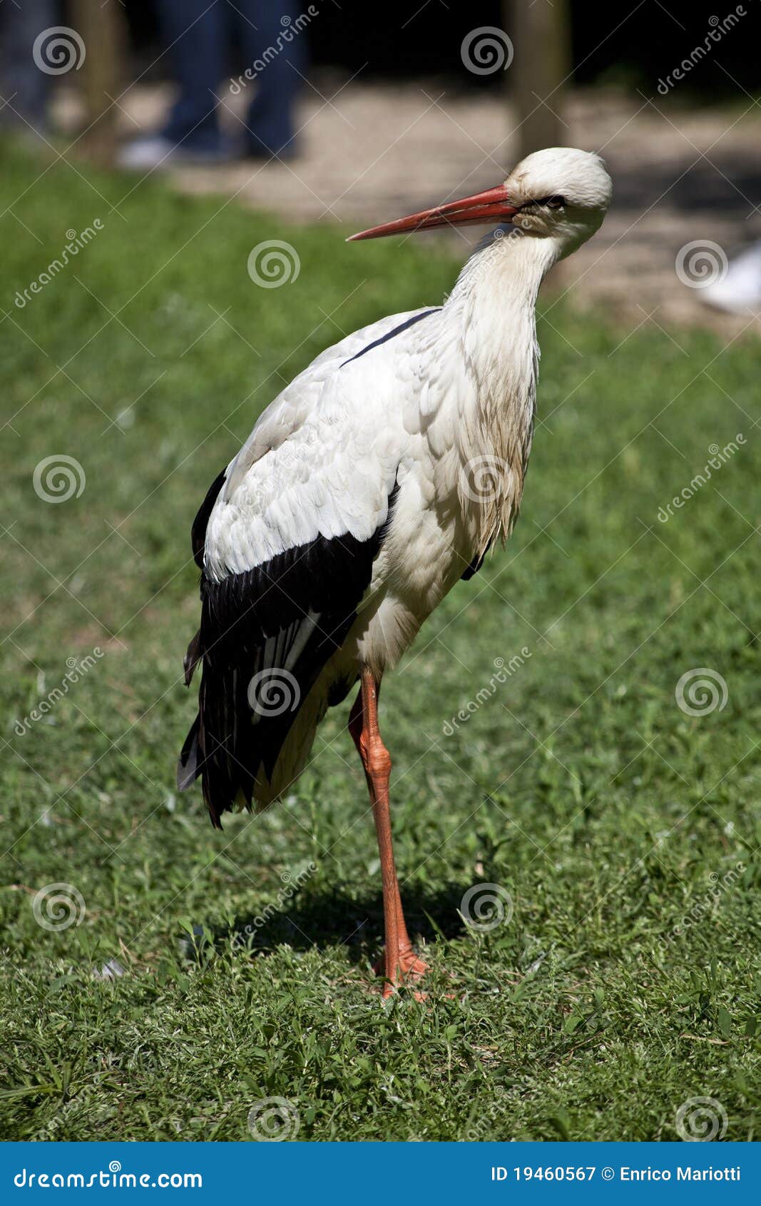 The stork stock image. Image of wing, wildlife, beak - 19460567