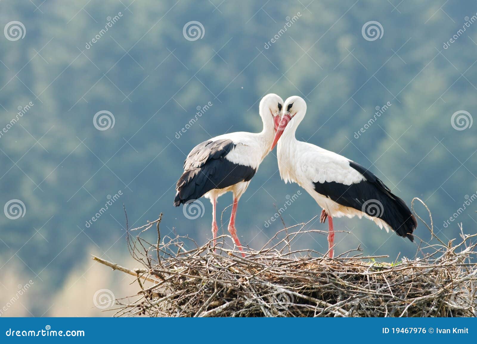 Stork stock photo. Image of couple, branch, love, nature - 19467976