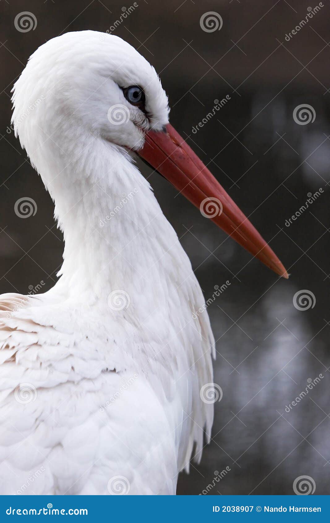Stork stock image. Image of ornithology, beak, pregnancy - 2038907