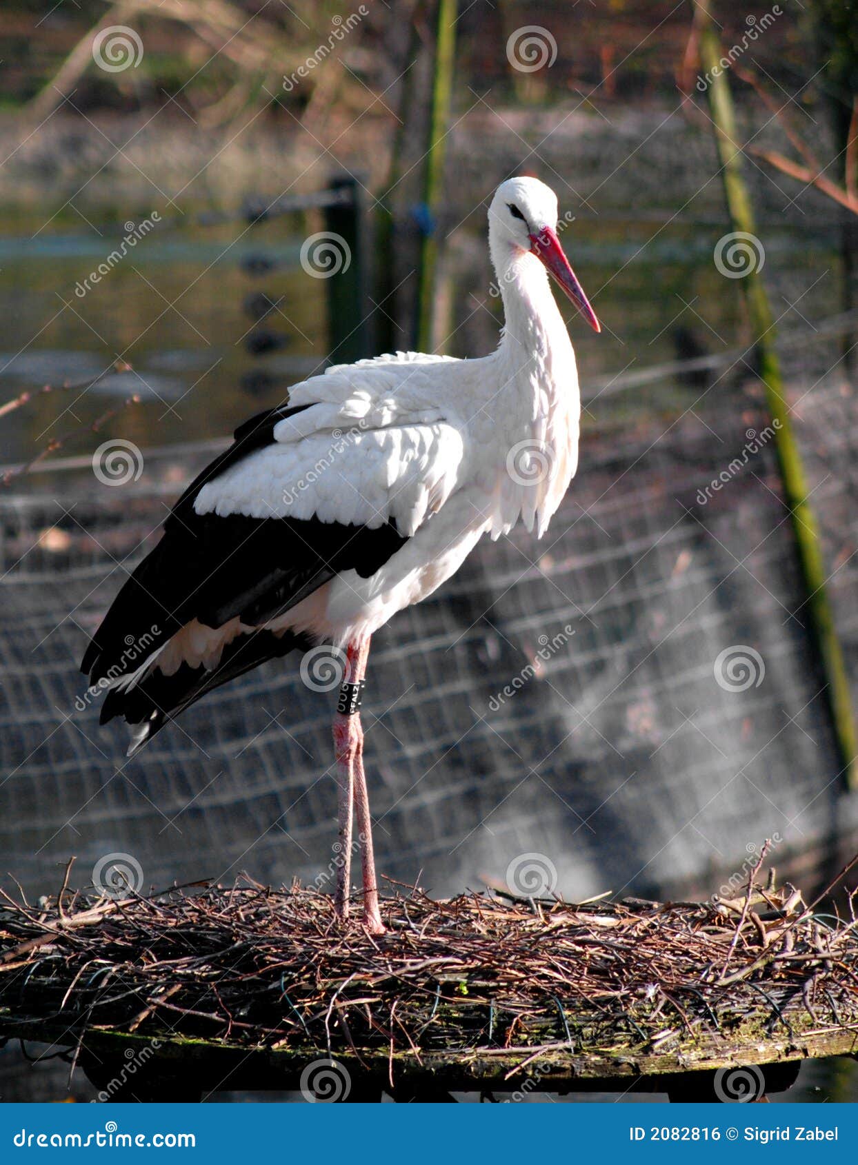 Stork stock photo. Image of bird, myth, baby, looking - 2082816