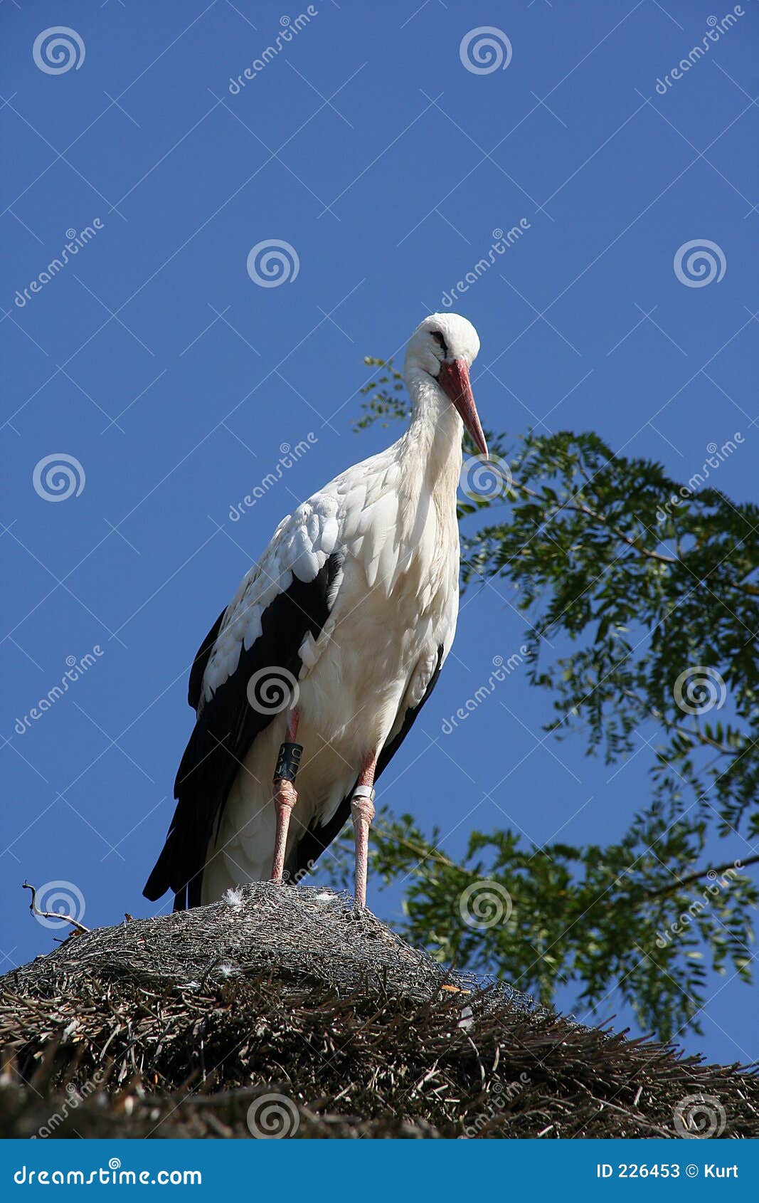 Stork stock image. Image of guard, feathers, ringed, bird - 226453