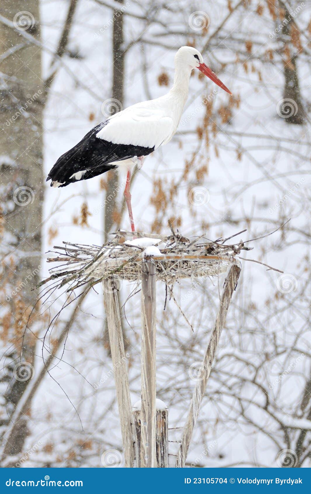 Stork stock photo. Image of stork, frost, black, park - 23105704