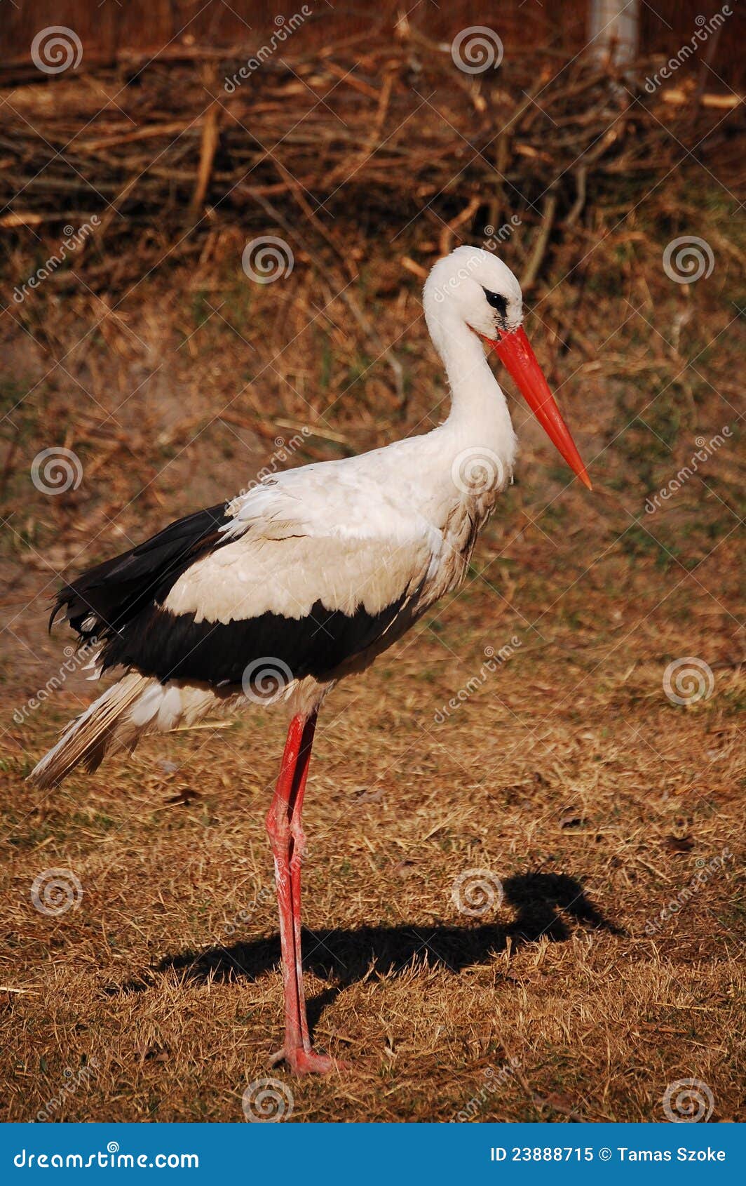Stork stock image. Image of graceful, freedom, species - 23888715