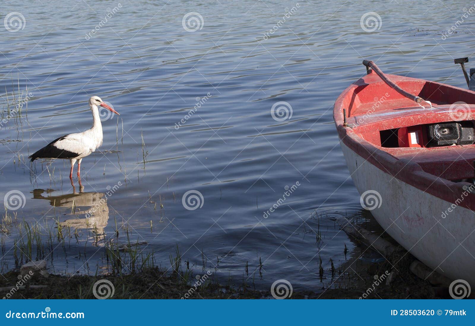 Stork stock photo. Image of stork, lake, freedom, beak - 28503620