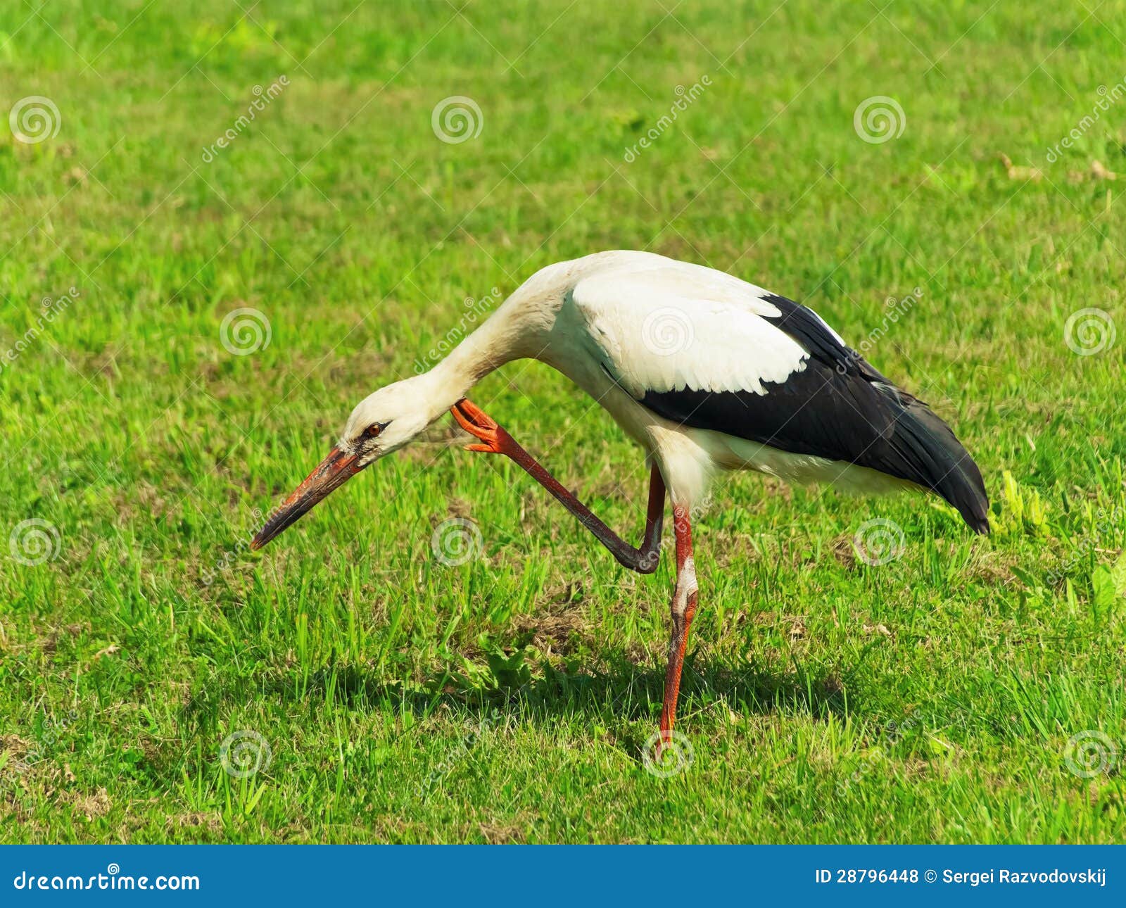 Stork stock photo. Image of environment, nature, beak - 28796448