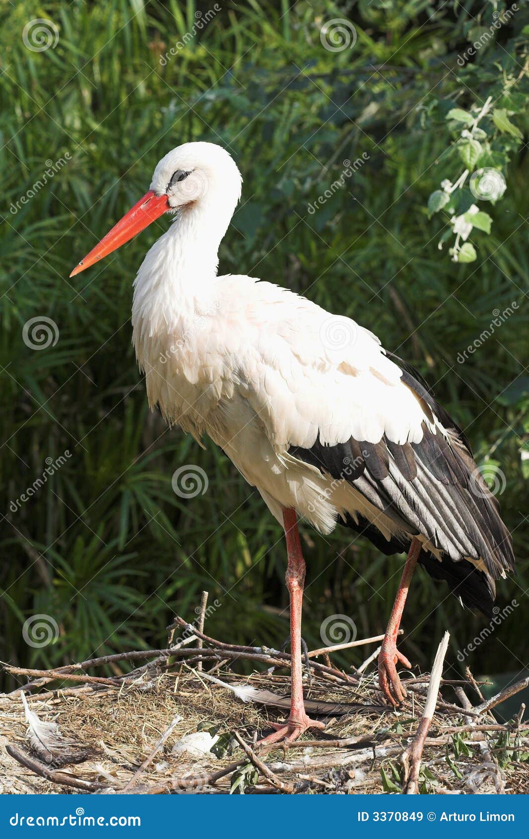 Stork stock image. Image of avian, stork, bird, park, feathers - 3370849