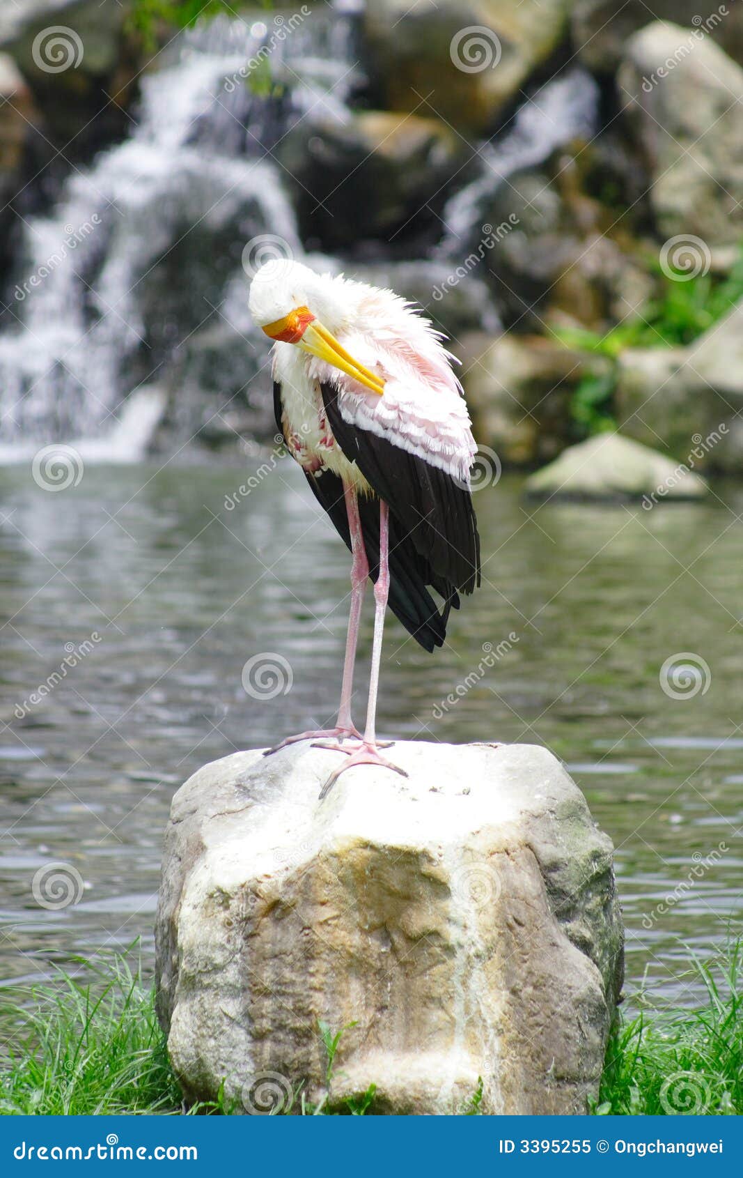 Stork Picture. Image: 3395255