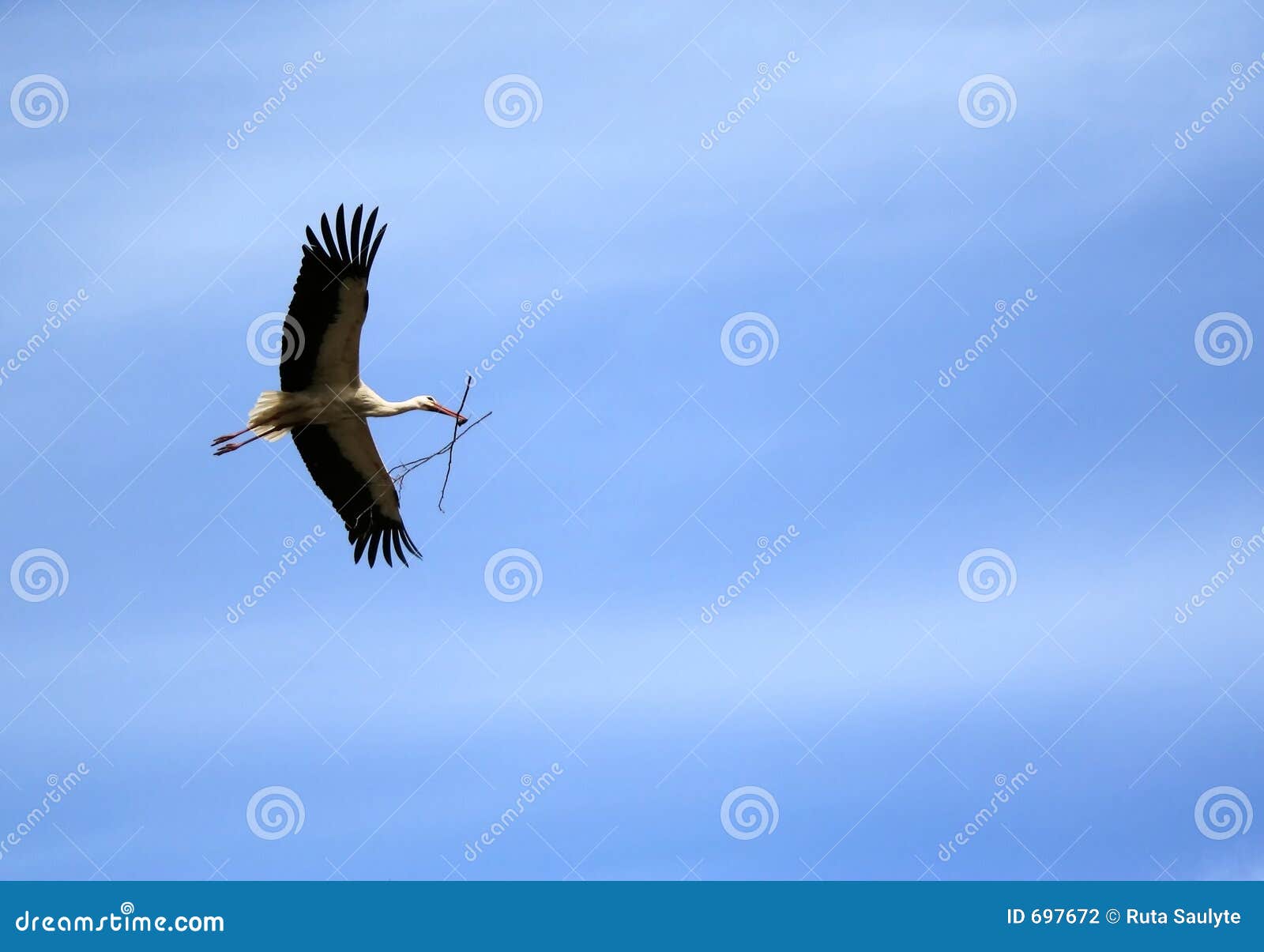 Stork stock photo. Image of busy, flying, spring, wings - 697672