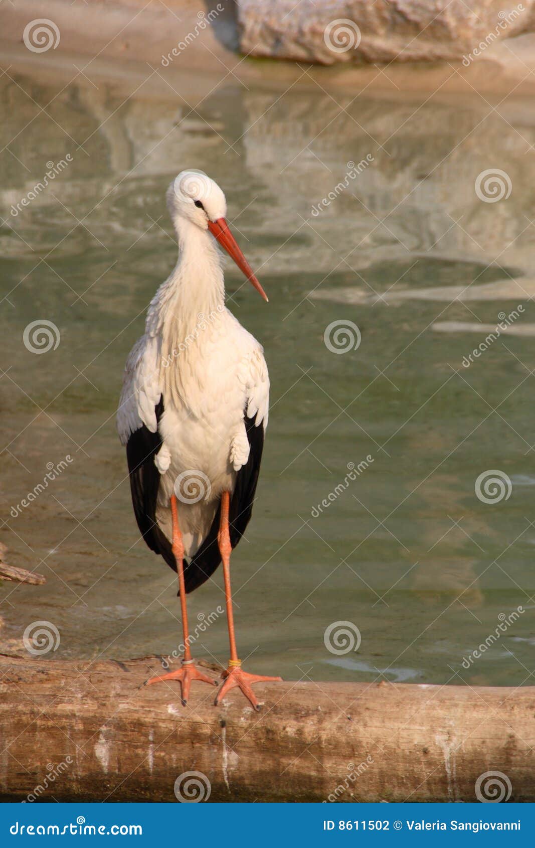 Stork stock photo. Image of nature, bird, branch, water - 8611502