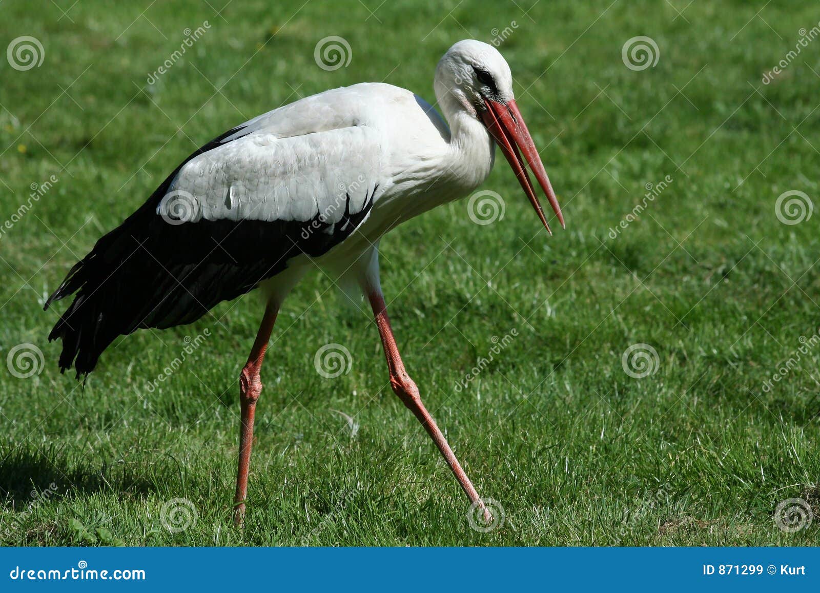 Stork stock image. Image of pasture, lawn, wildlife, bird - 871299