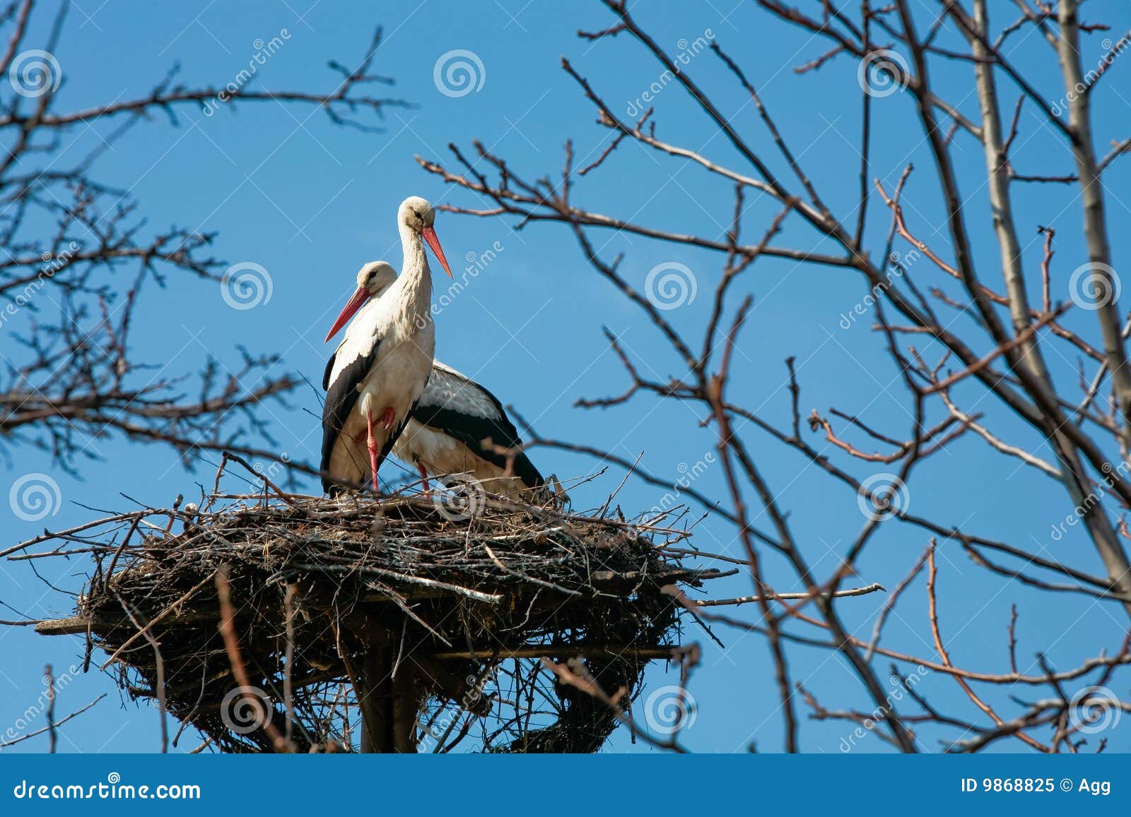 Stork stock image. Image of family, country, stork, countryside - 9868825