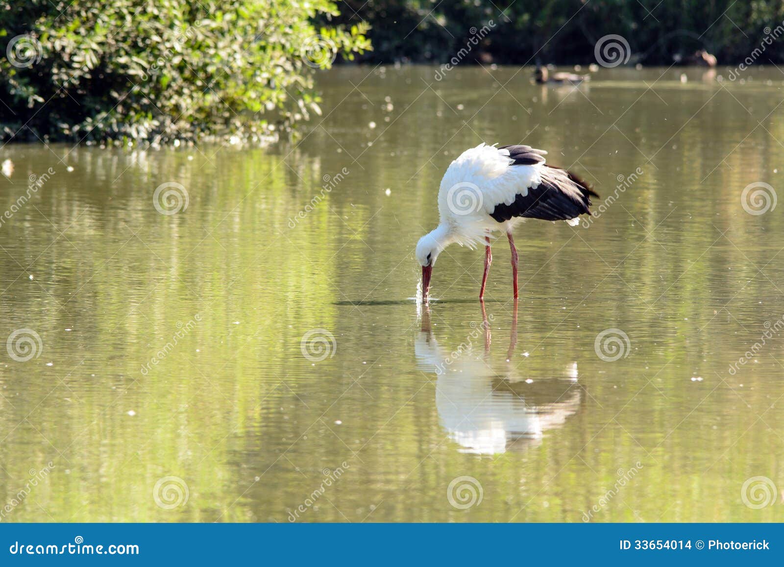 Stork stock photo. Image of loving, stork, birds, kindness - 33654014
