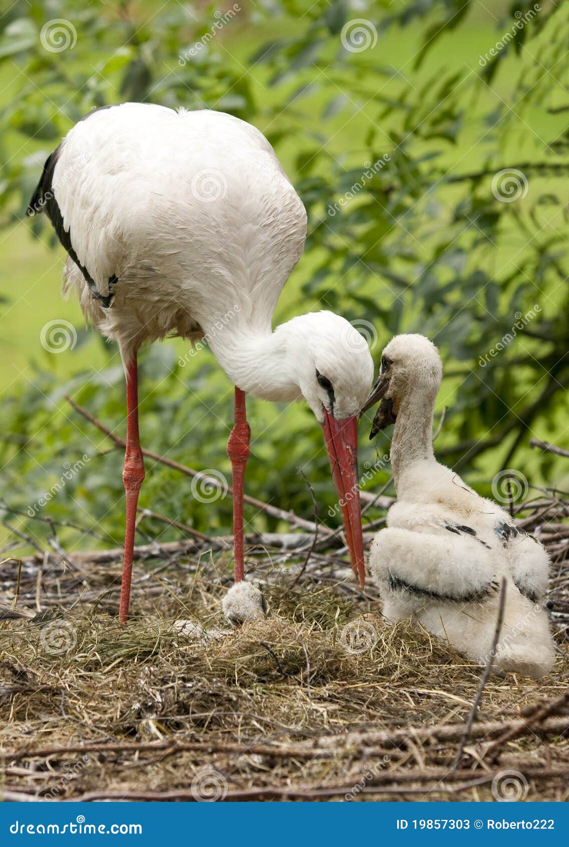 Stork baby stock image. Image of details, chick, chicks - 19857303