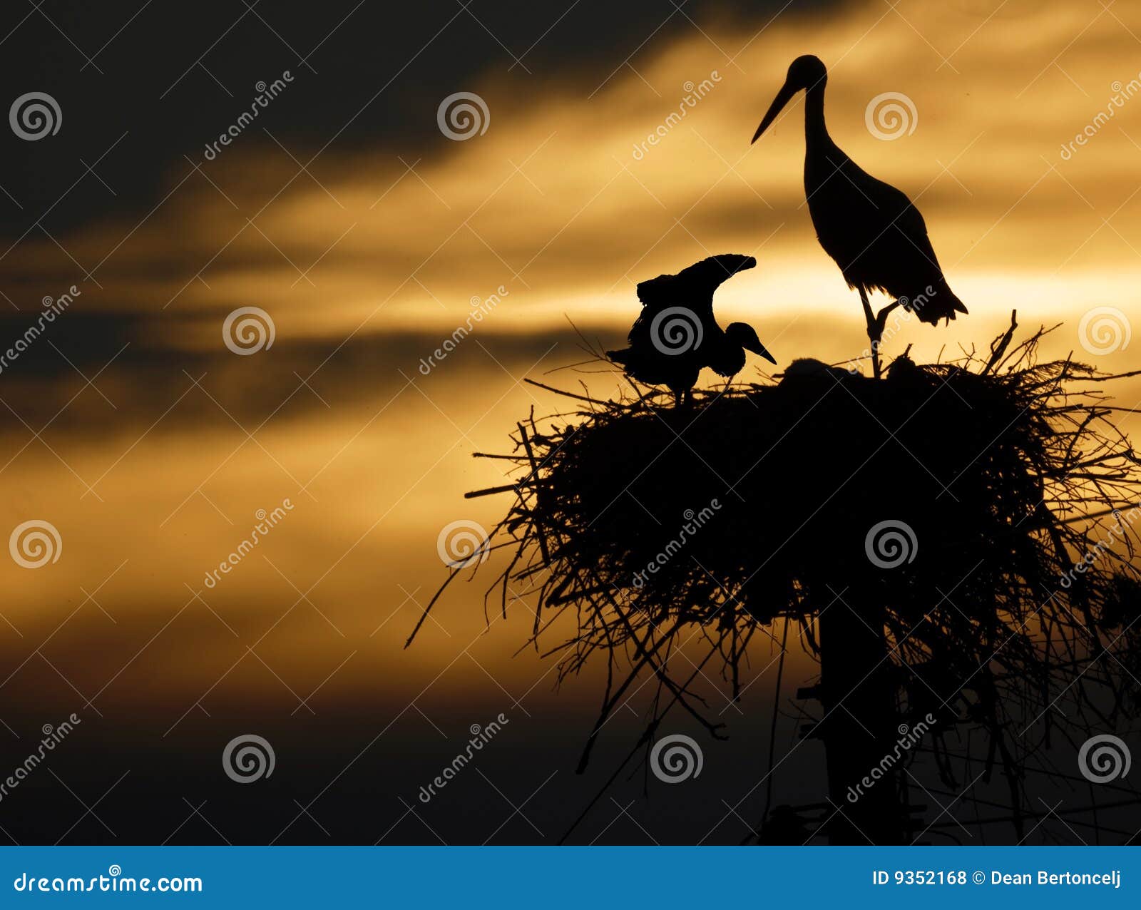 Stork with baby stock photo. Image of sunset, animal, ciconiaciconia ...