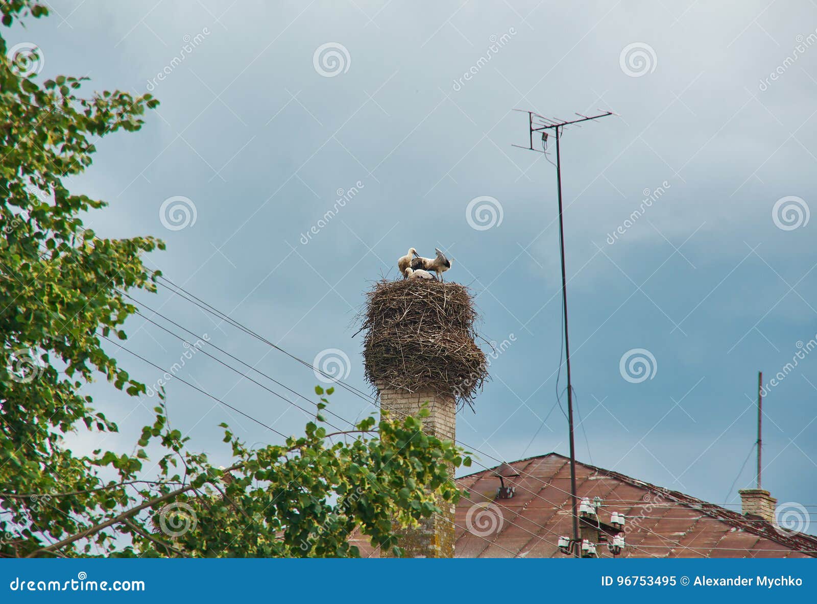 Stork with baby birds stock image. Image of bird, naturally - 96753495