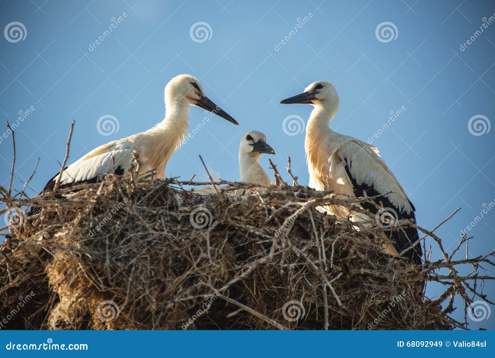 Stork with Baby Birds in the Nest Stock Image - Image of beak, wings ...