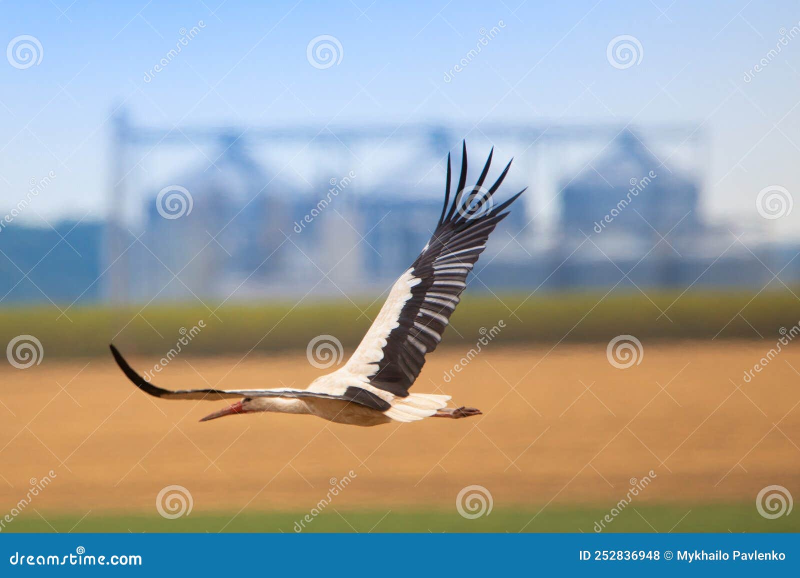 A Stork on the Background of an Elevator. Selective Focus Stock Photo ...